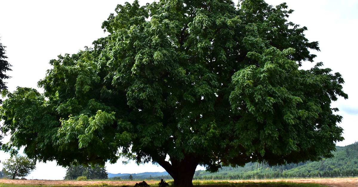 David. D. Hunter, Consulting Arborist ǀ Serving the Northwest